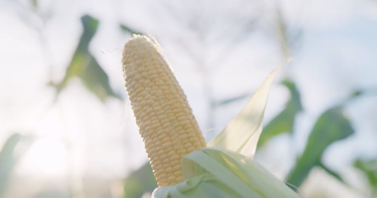 Using Supersweet Corn to the Fullest! Turning Supersweet Corn Into ...